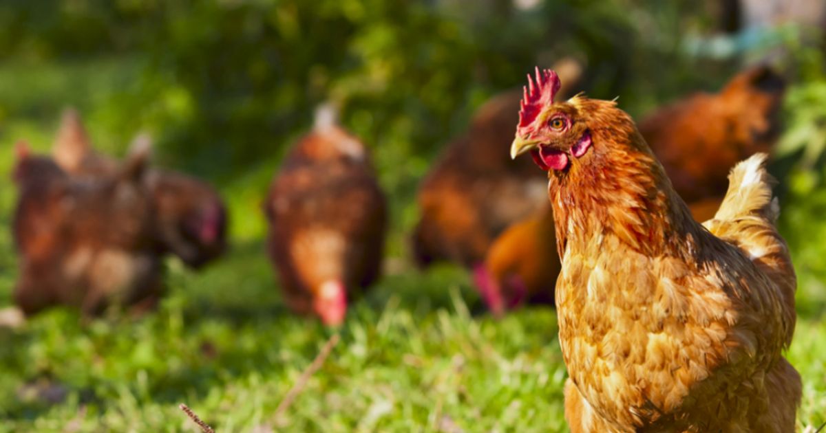 Chicken run: Cranswick tumbles on salmonella recall | LSE:CWK