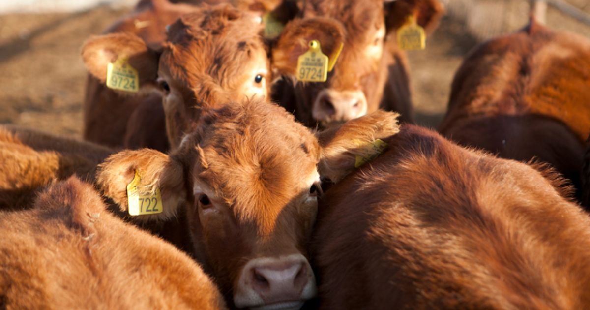 Dechra Pharmaceuticals reports solid full-year results after a spend of ...