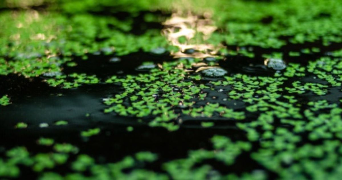 Pontus Protein looking to be a game-changer in the world of Agtech ...