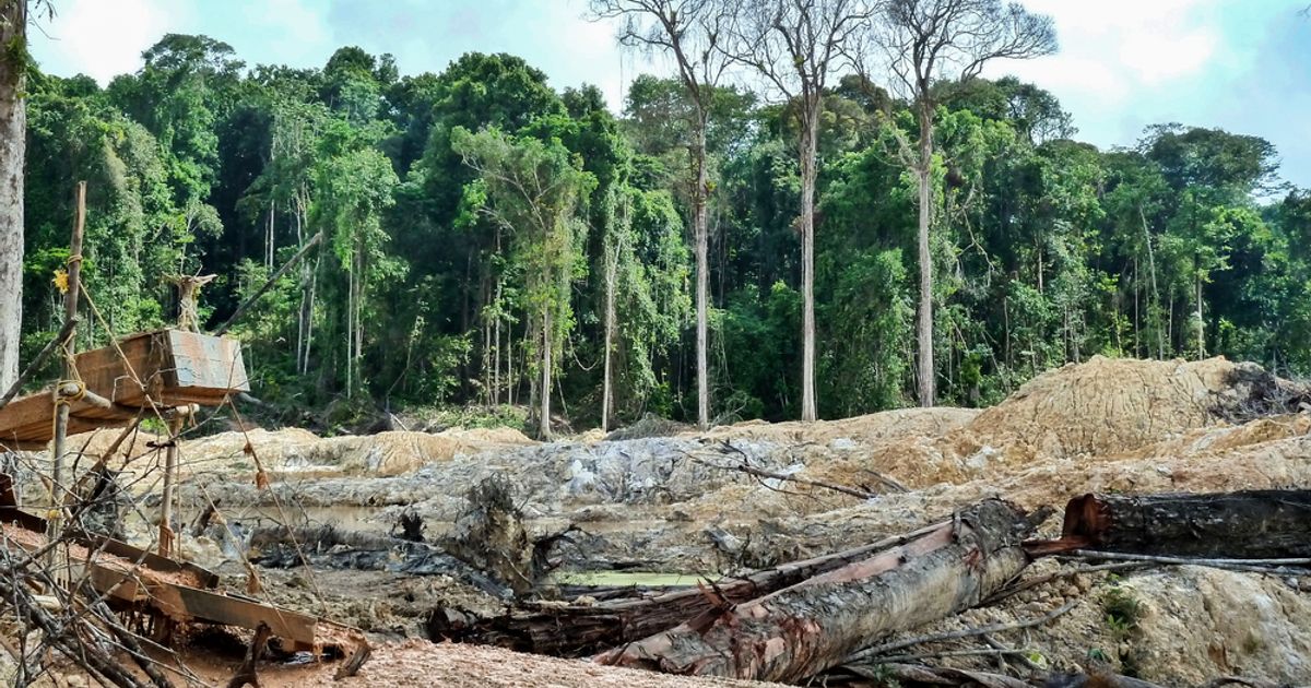One fifth of pension money is linked to deforestation, research shows