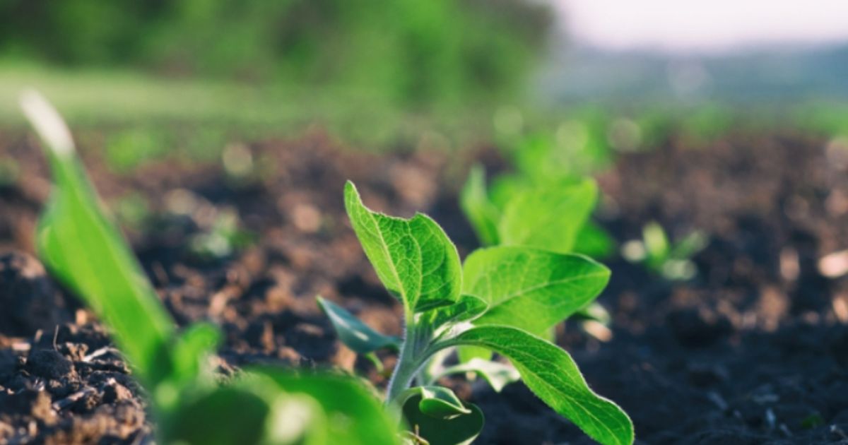 RLF AgTech targets international crop nutrition market as it prepares ...