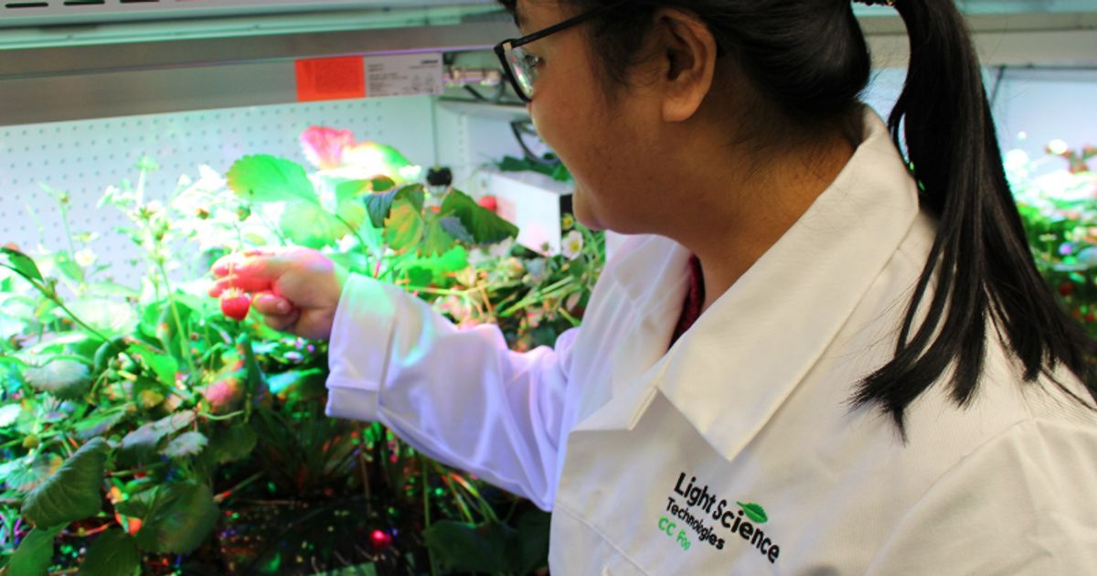 Light Science Technologies raises £1.5mln for agriculture business ...