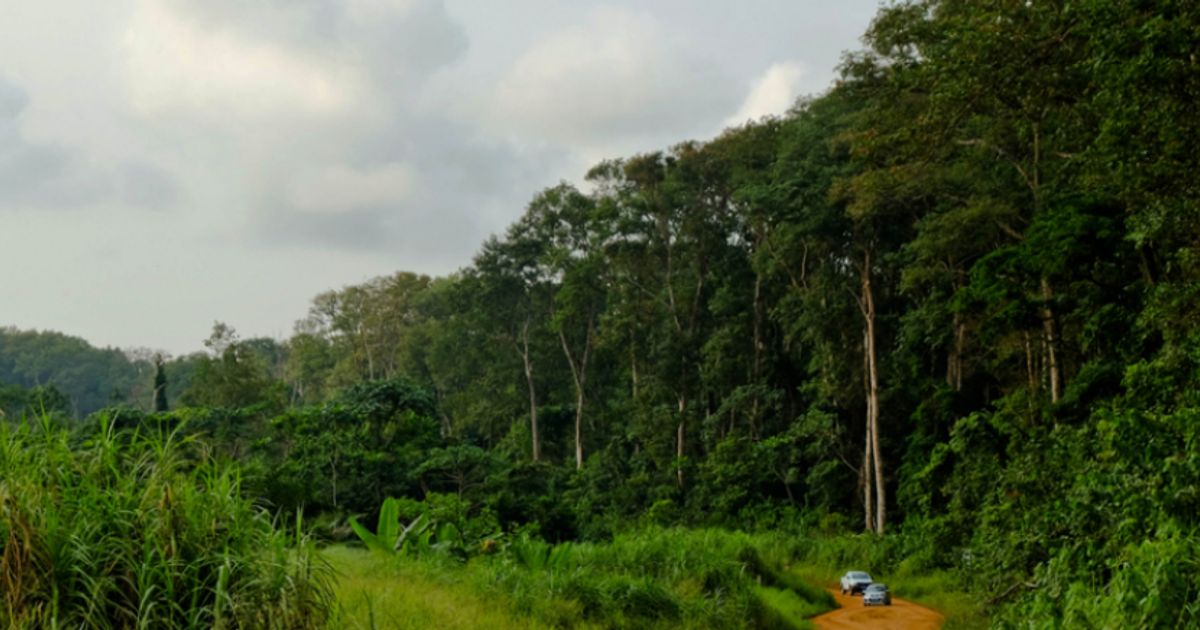 Woodbois awarded 50,000 hectares to plant new forest in Gabon for ...