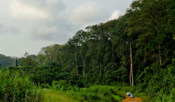 Woodbois awarded 50,000 hectares to plant new forest in Gabon for ...