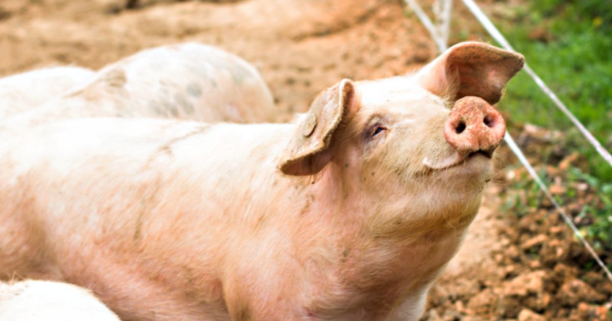Genus shares fall 5% on Chinese pork warning | LSE:GNS