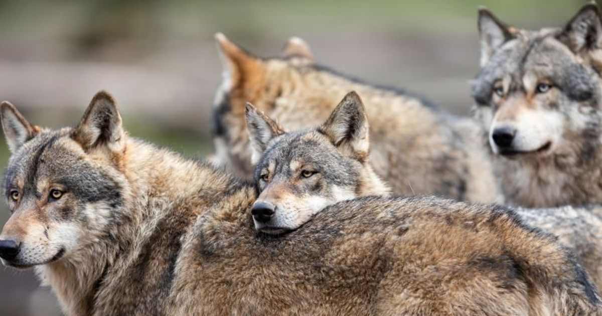 Brookside Energy’s Wolf Pack well tops production charts | ASX:BRK, OTC ...