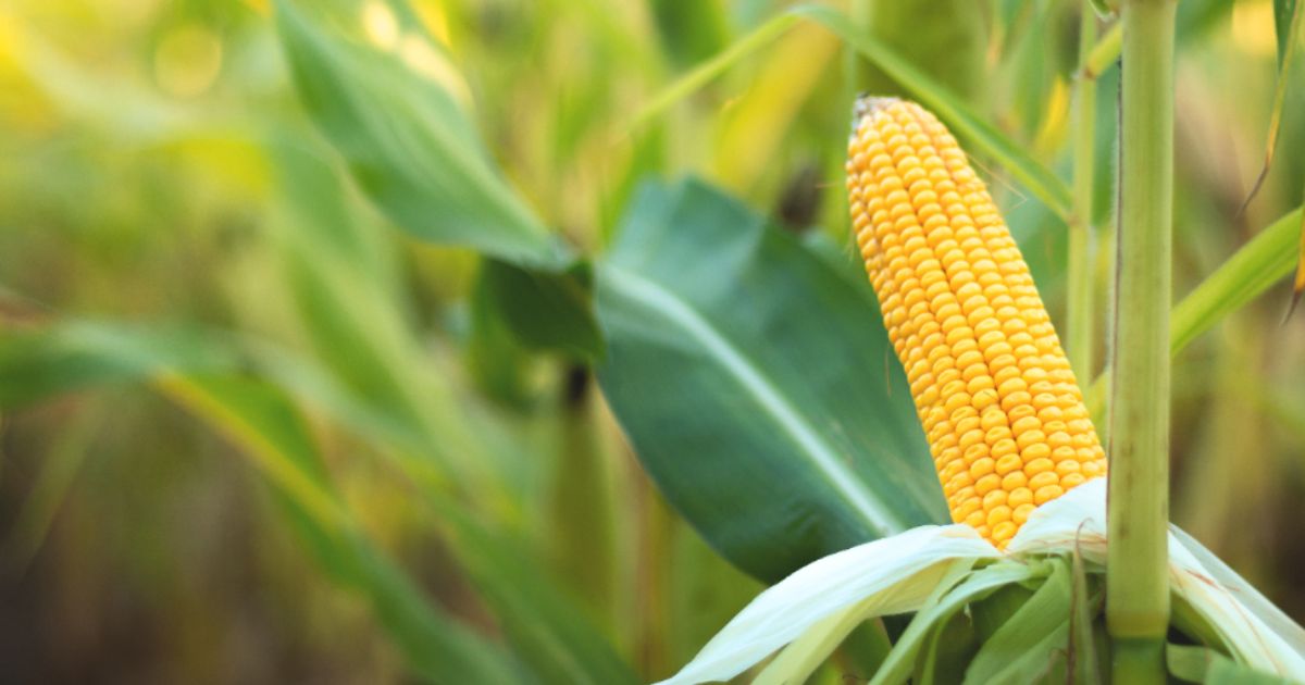 Eden Research seeks EU approval for breakthrough new seed treatment ...