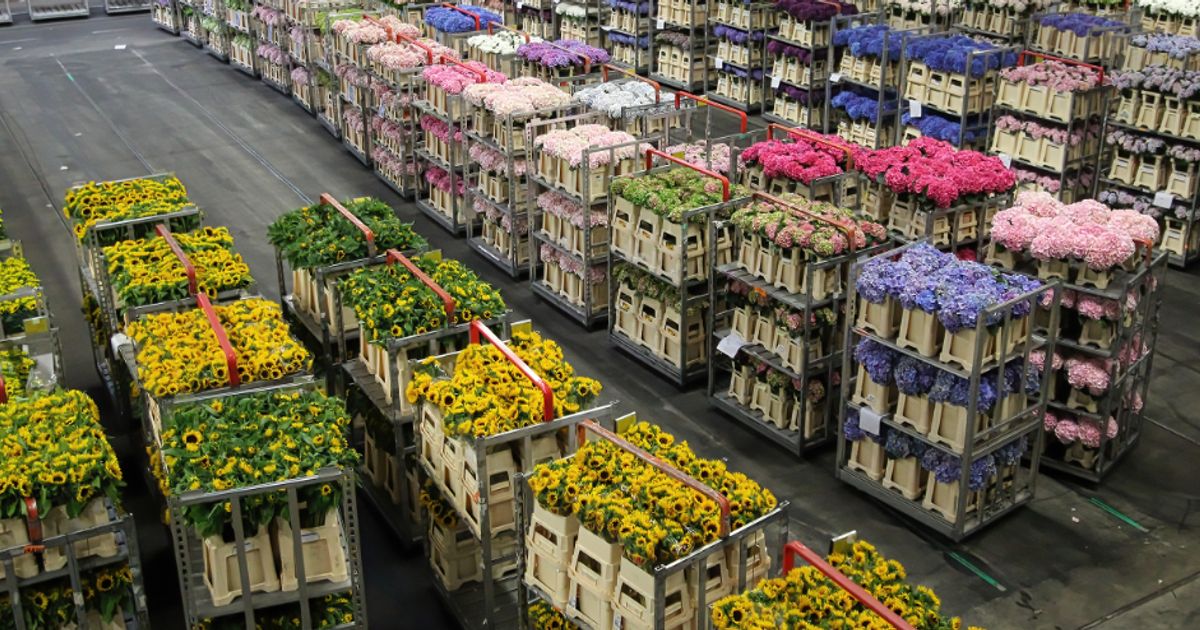 Eden Research inks Colombia flower deal | AIM:EDEN, OTCQB:EDNSF