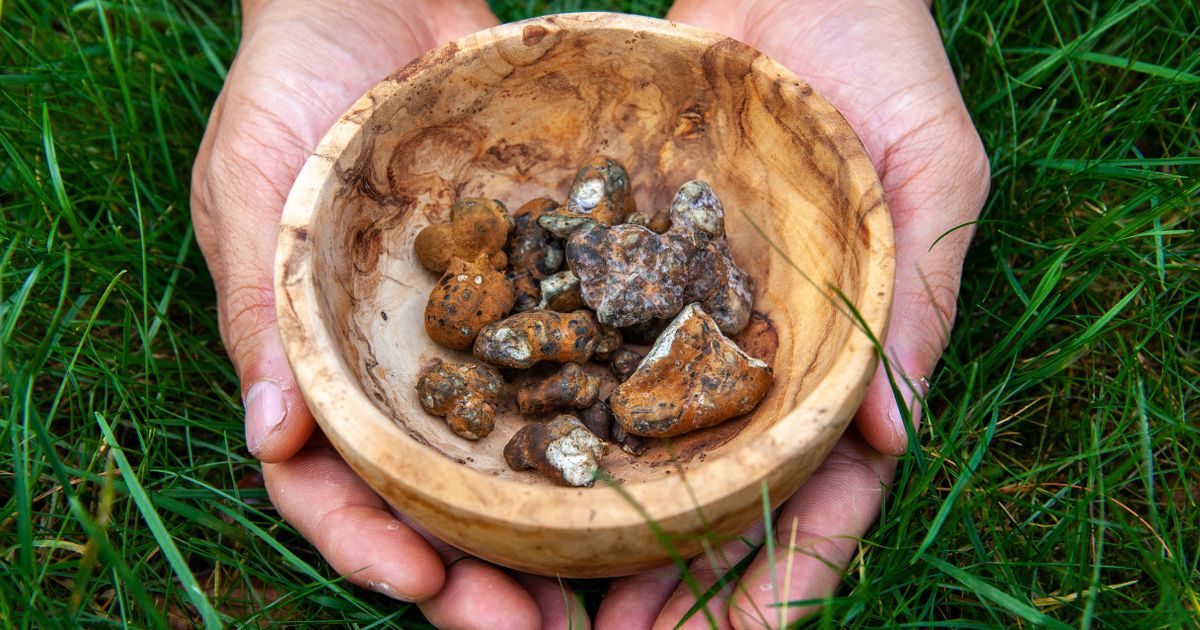 MGC Pharmaceuticals gets first psilocybin import green light import for ...