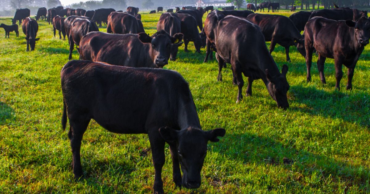 Sainsbury's launches 'low-carbon beef' where cattle are culled earlier ...
