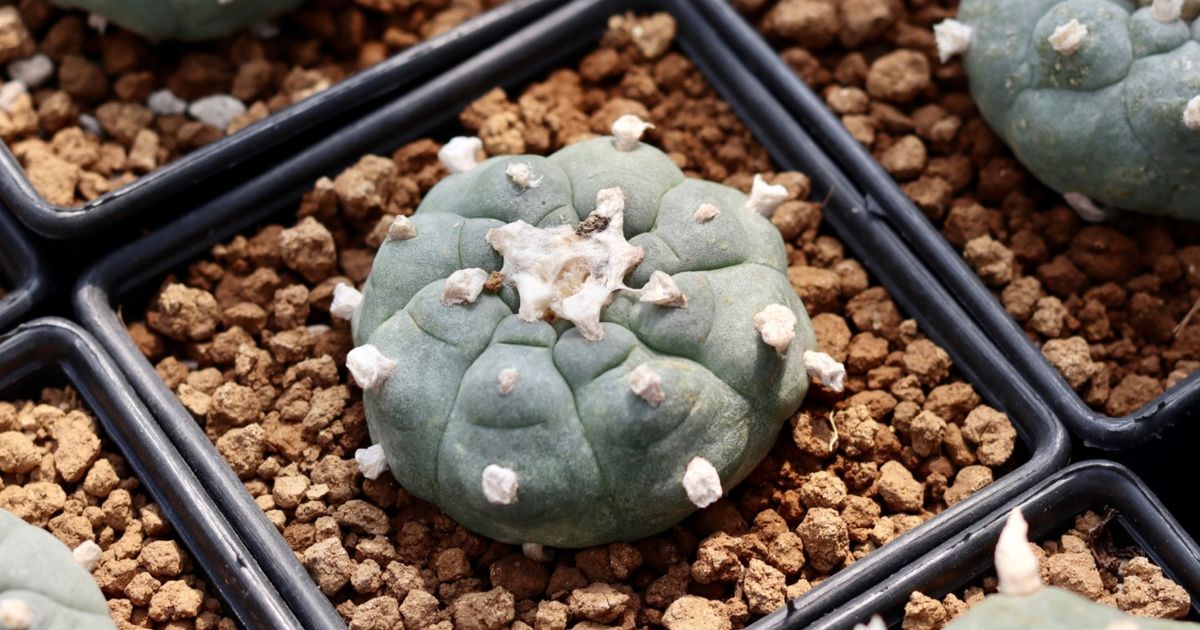 Lophos Pharmaceuticals announces company is now trading on the CSE ...