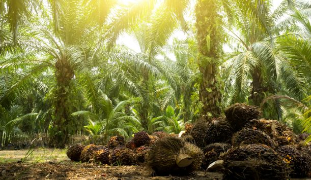 MP Evans buys more land planted with oil palm near Northern Sumatra ...