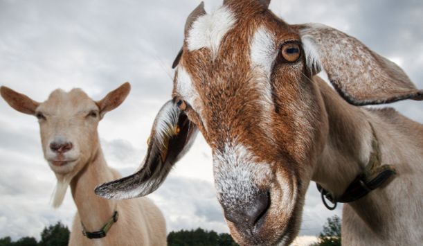 WPP buys influencer marketing group Goat for undisclosed sum | LSE:WPP