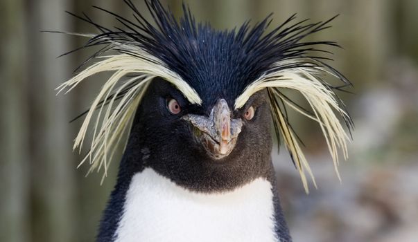 Rockhopper Exploration: A multi-bagger, or just running out of cash ...