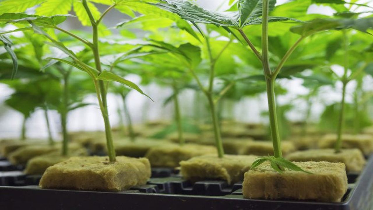 The Hydroponics Company boosts executive team to expand medicinal ...