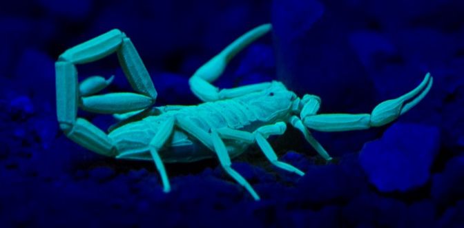 PreveCeutical Medical Inc moves onto second phase of blue scorpion ...