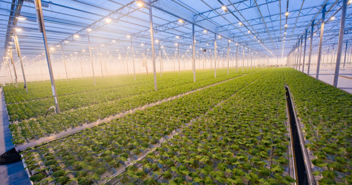 Canopy Growth to increase growing capacity after receiving amended ...