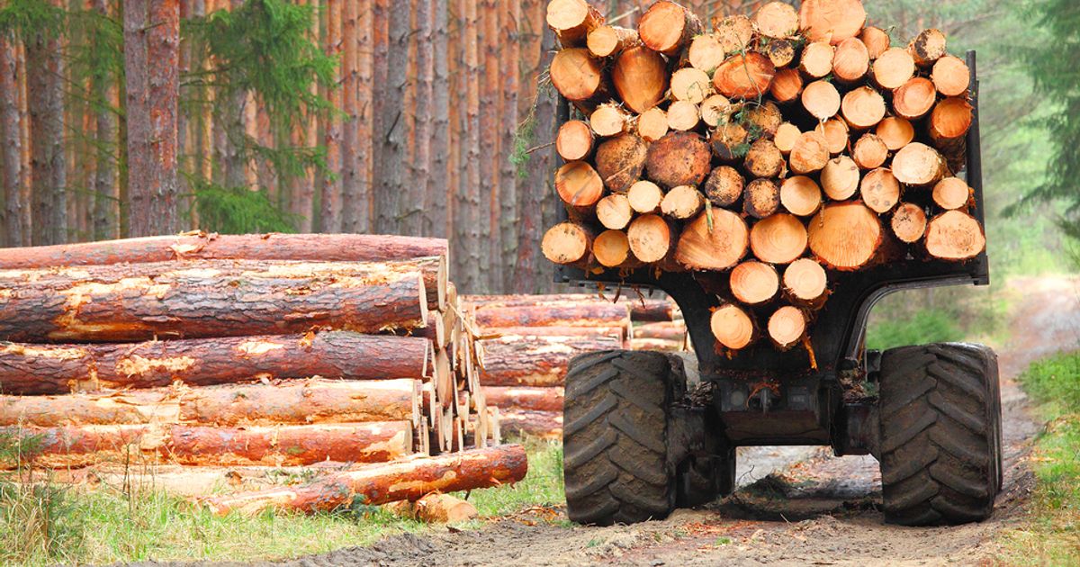 Obtala to spin out agriculture arm and change name to WoodBois as it ...